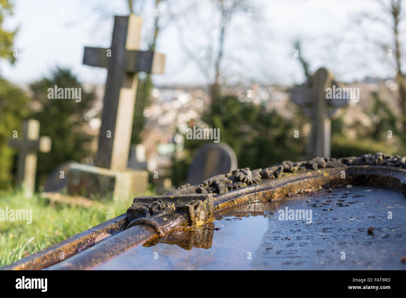 Leaning tree grass fallen hi-res stock photography and images - Alamy
