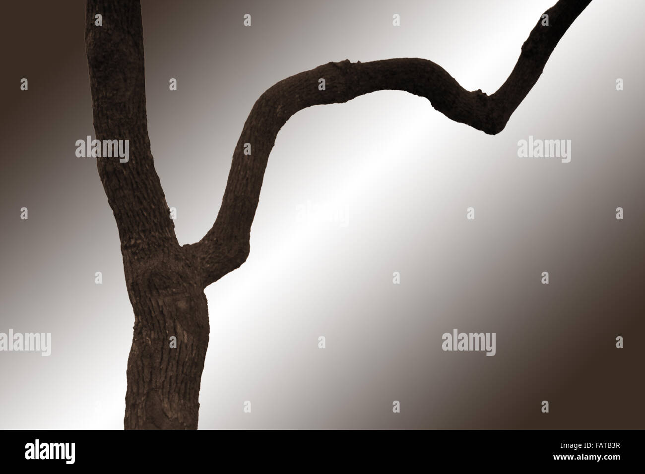 Branched tree trunk Stock Photo - Alamy