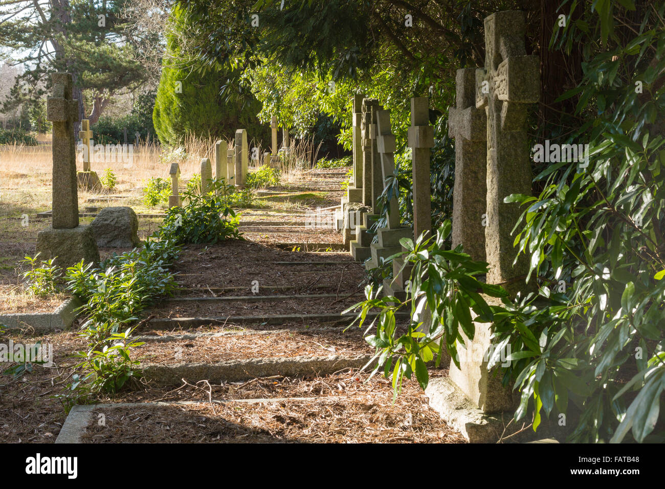 Overgrown neglected trees hi-res stock photography and images - Alamy