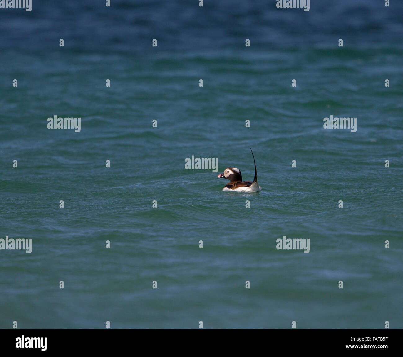 Long-tailed Duck, Clangula hyemalis, drake tail raised, swimming Stock ...