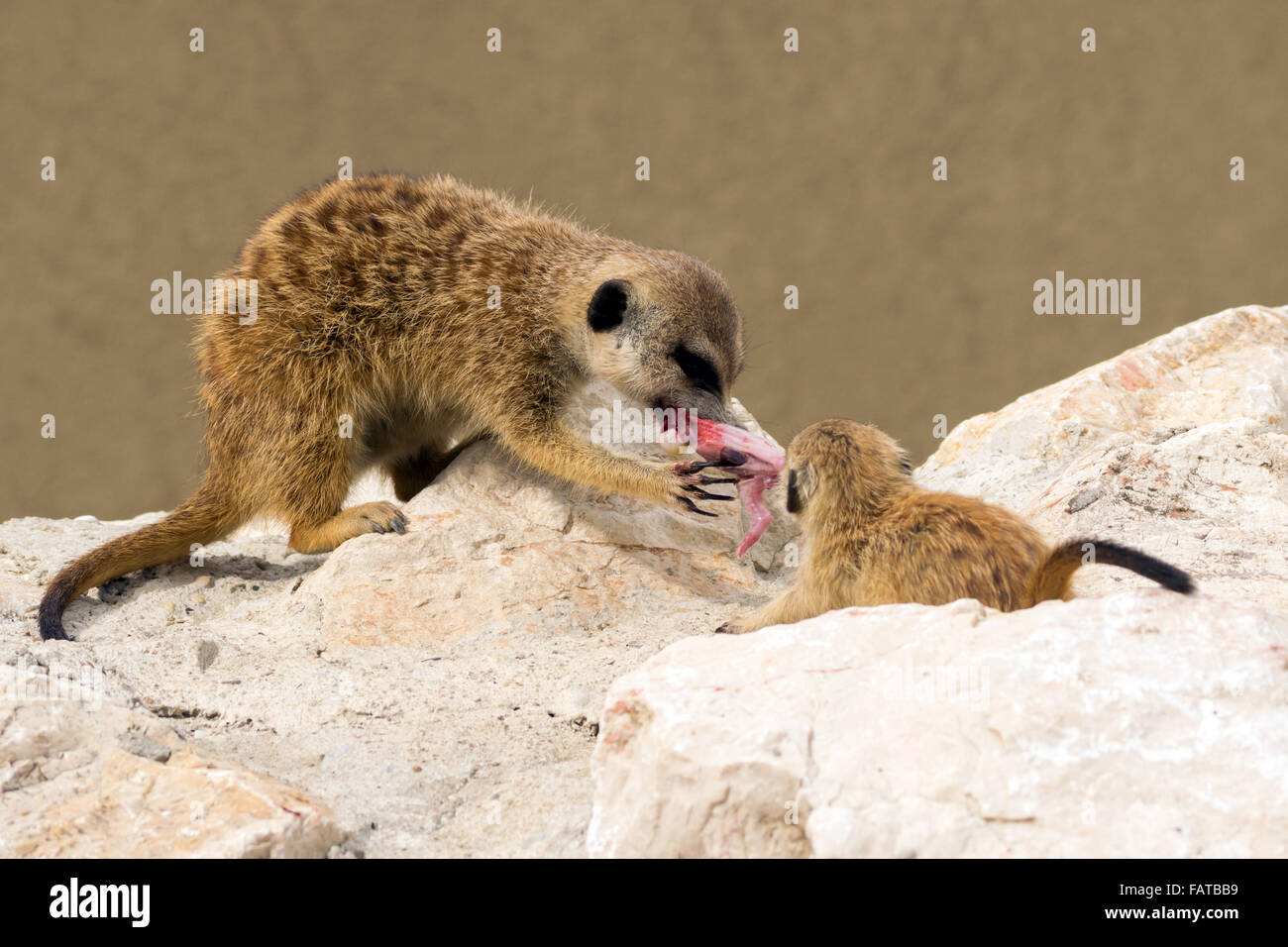 Animals Fighting For Food High Resolution Stock Photography and Images ...