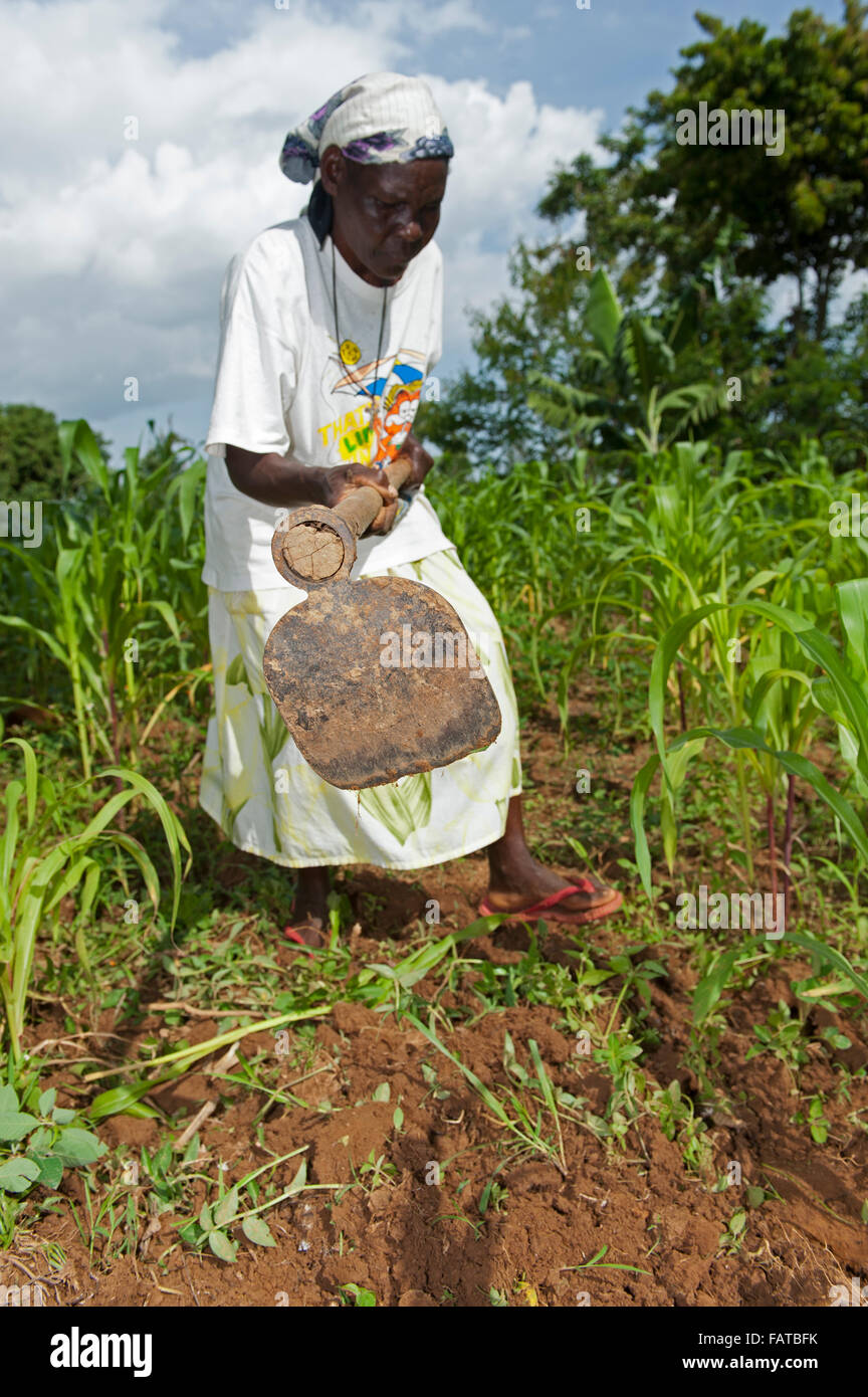 Kenyan woman farmer weeding in her maize plot, using a hoe. Kenya Stock ...