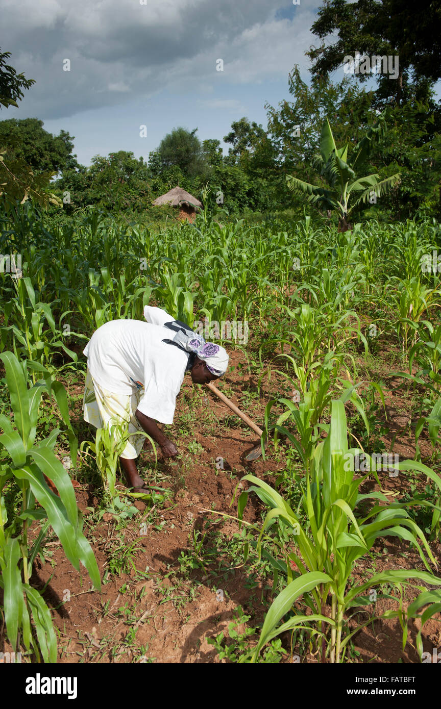 African weed hi-res stock photography and images - Alamy