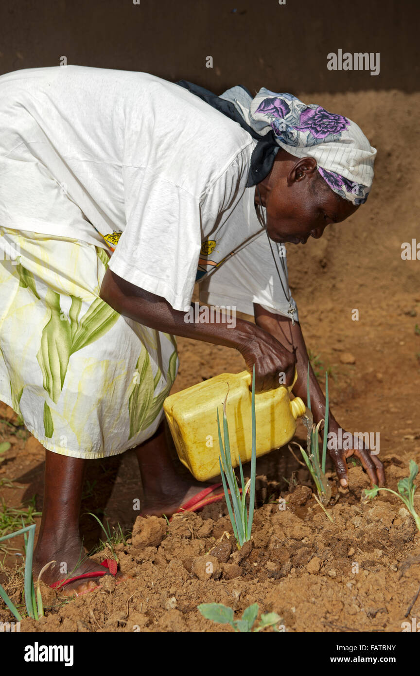 Woman watering Onions in her garden, applying the water directly to the ...