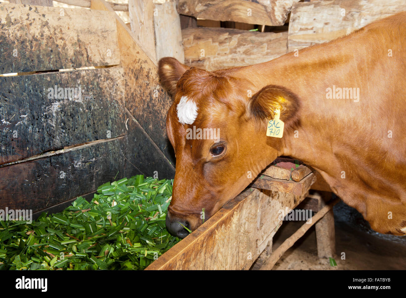 Cow eating grass ayrshire hi-res stock photography and images - Alamy