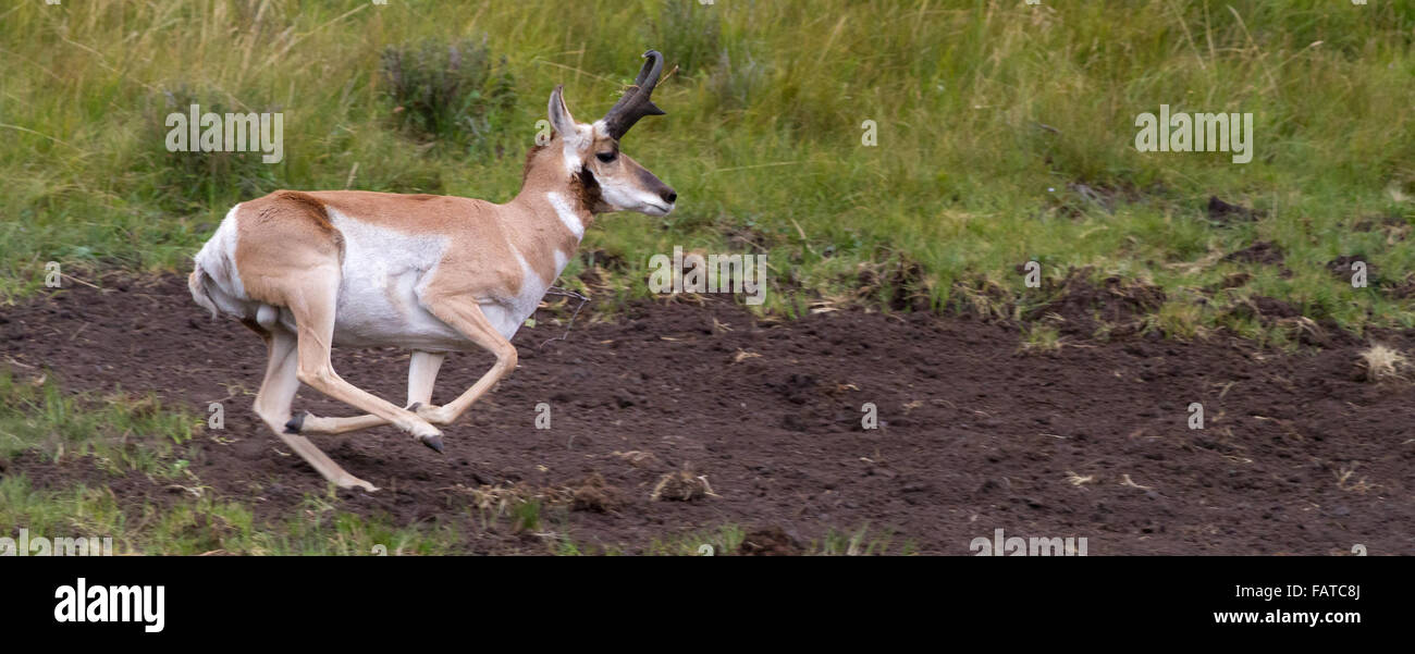 Pronghorn buck run yellowstone hi-res stock photography and images - Alamy