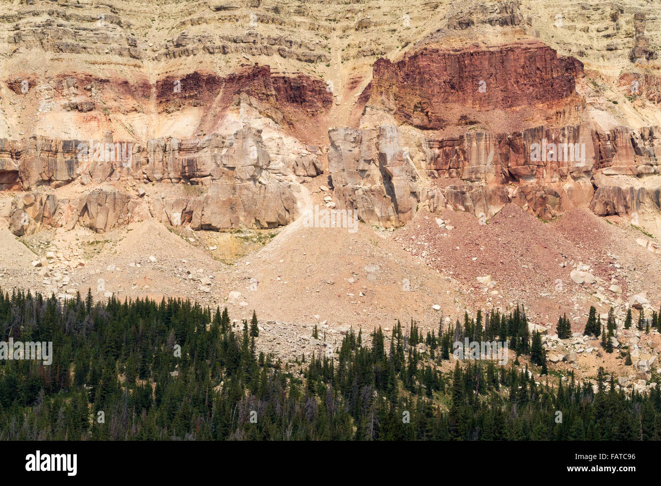 Lodgepole pine forest hi-res stock photography and images - Alamy