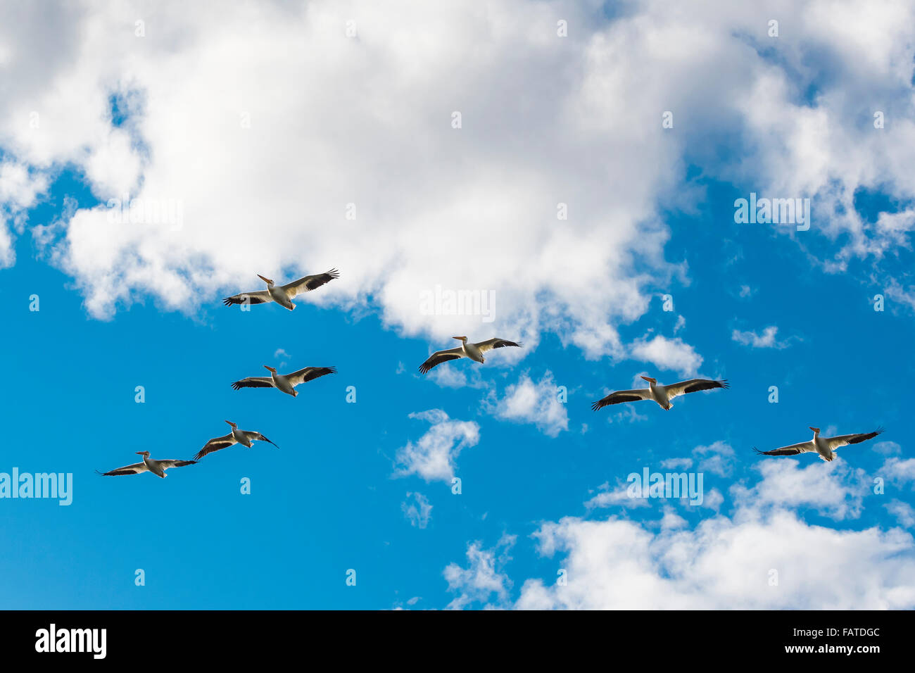Flock of White Pelicans flying in a V formation Stock Photo - Alamy