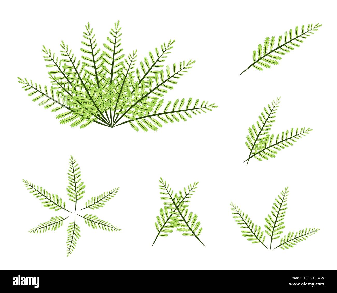 Aerial view of forest landscaped view Cut Out Stock Images & Pictures ...