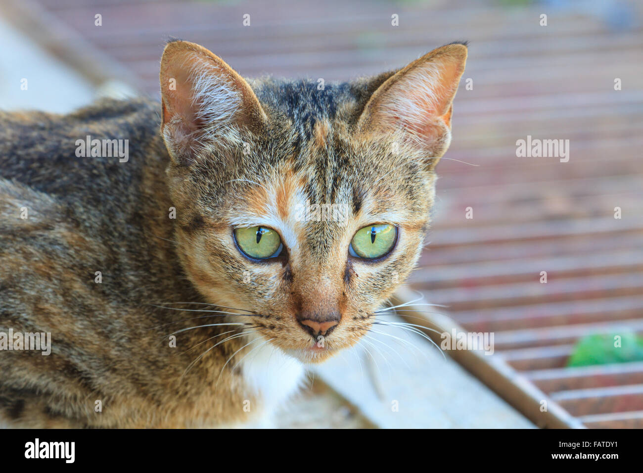 Close up cat dog hi-res stock photography and images - Alamy