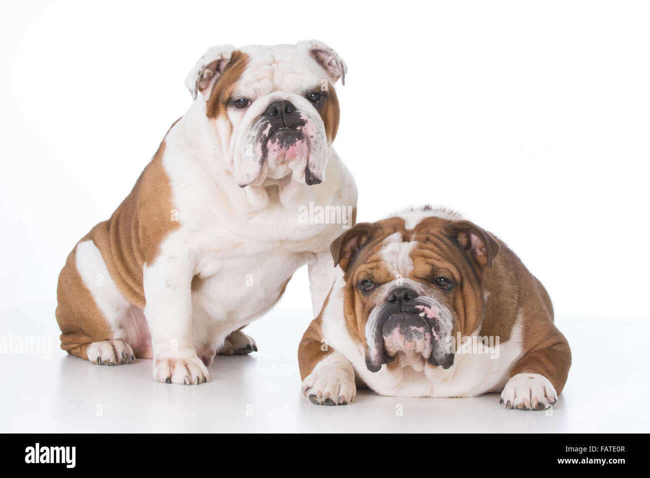 Bulldog father son isolated on hi-res stock photography and images - Alamy