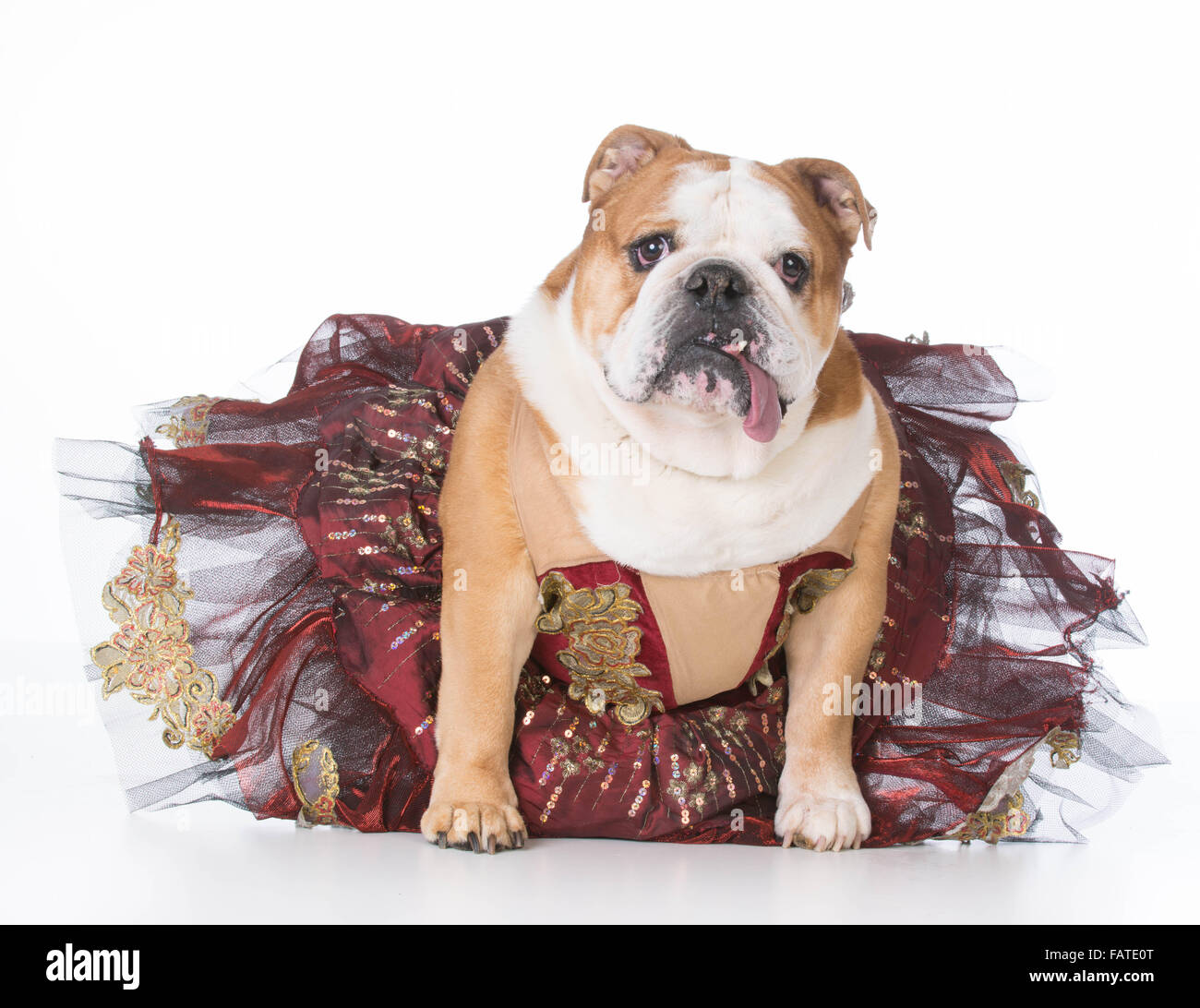 Bulldogs In Tutus