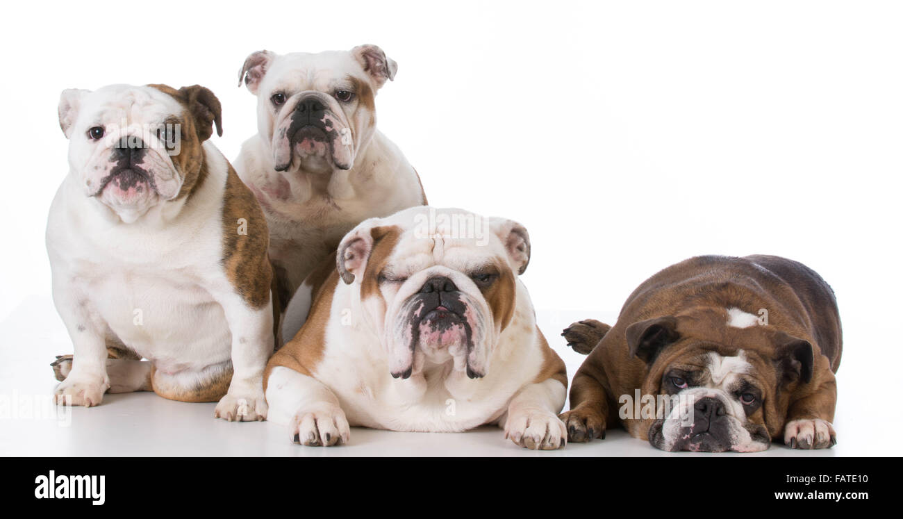 four english bulldogs isolated on white background Stock Photo - Alamy