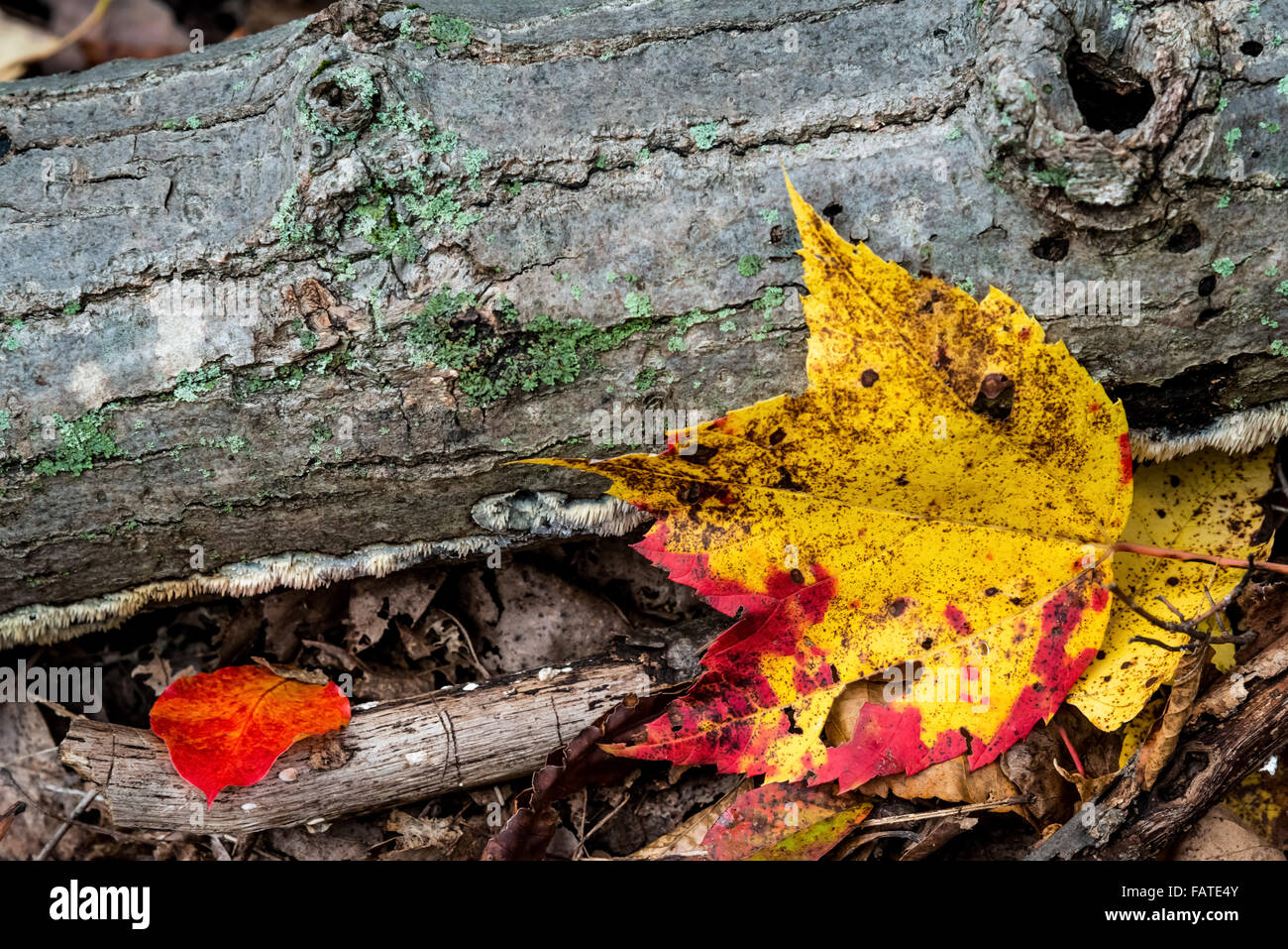 Yellow Autumn leaf on Fallen Log Stock Photo - Alamy