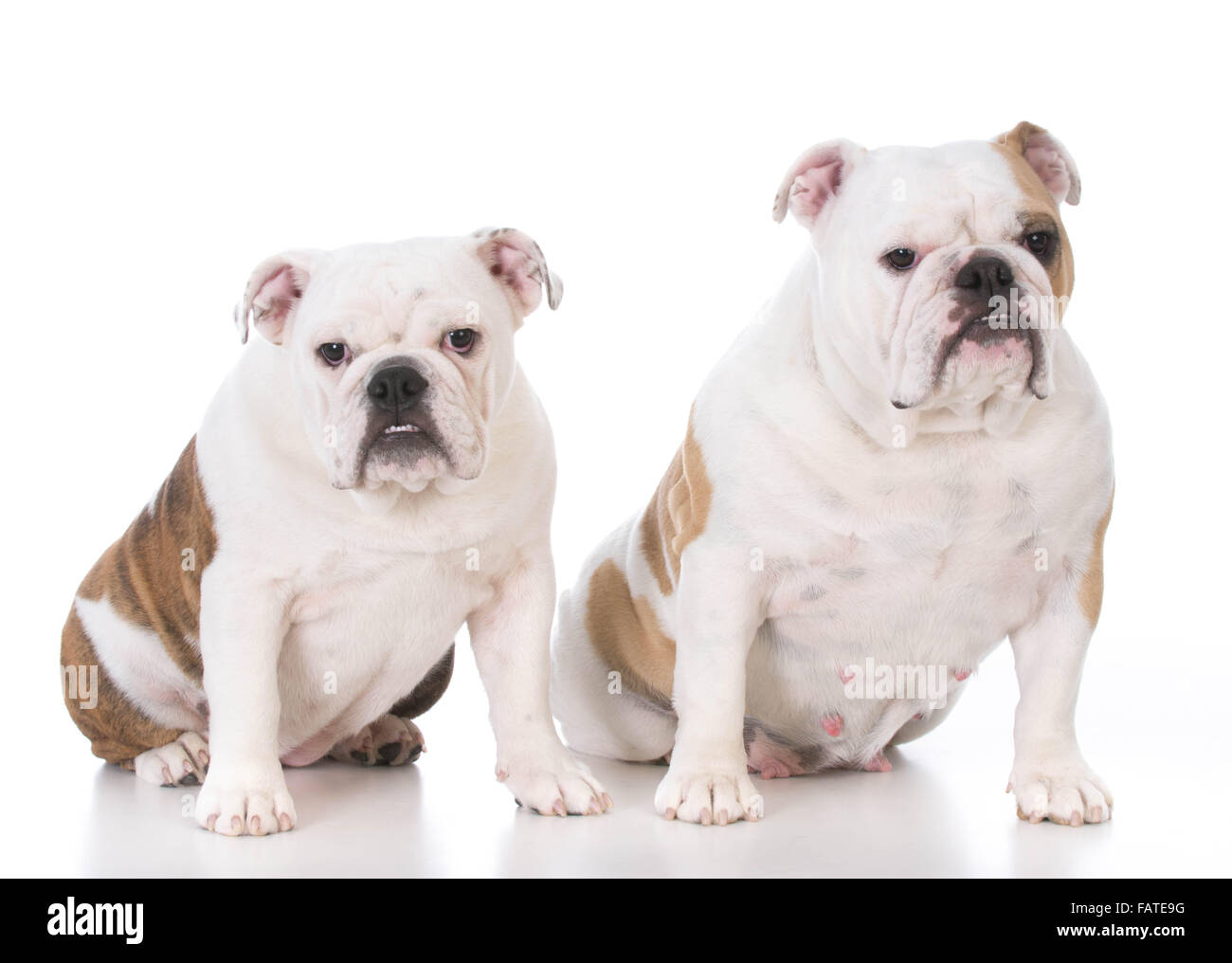 bulldog mother and daughter on white background Stock Photo - Alamy