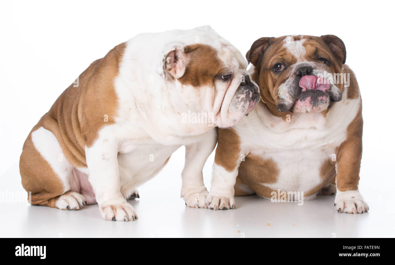 two bulldogs interacting on white background Stock Photo - Alamy