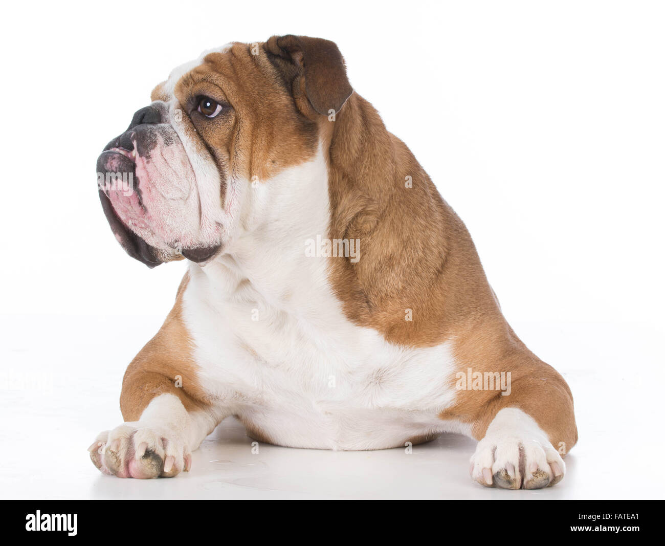 english bulldog laying down on white background Stock Photo - Alamy