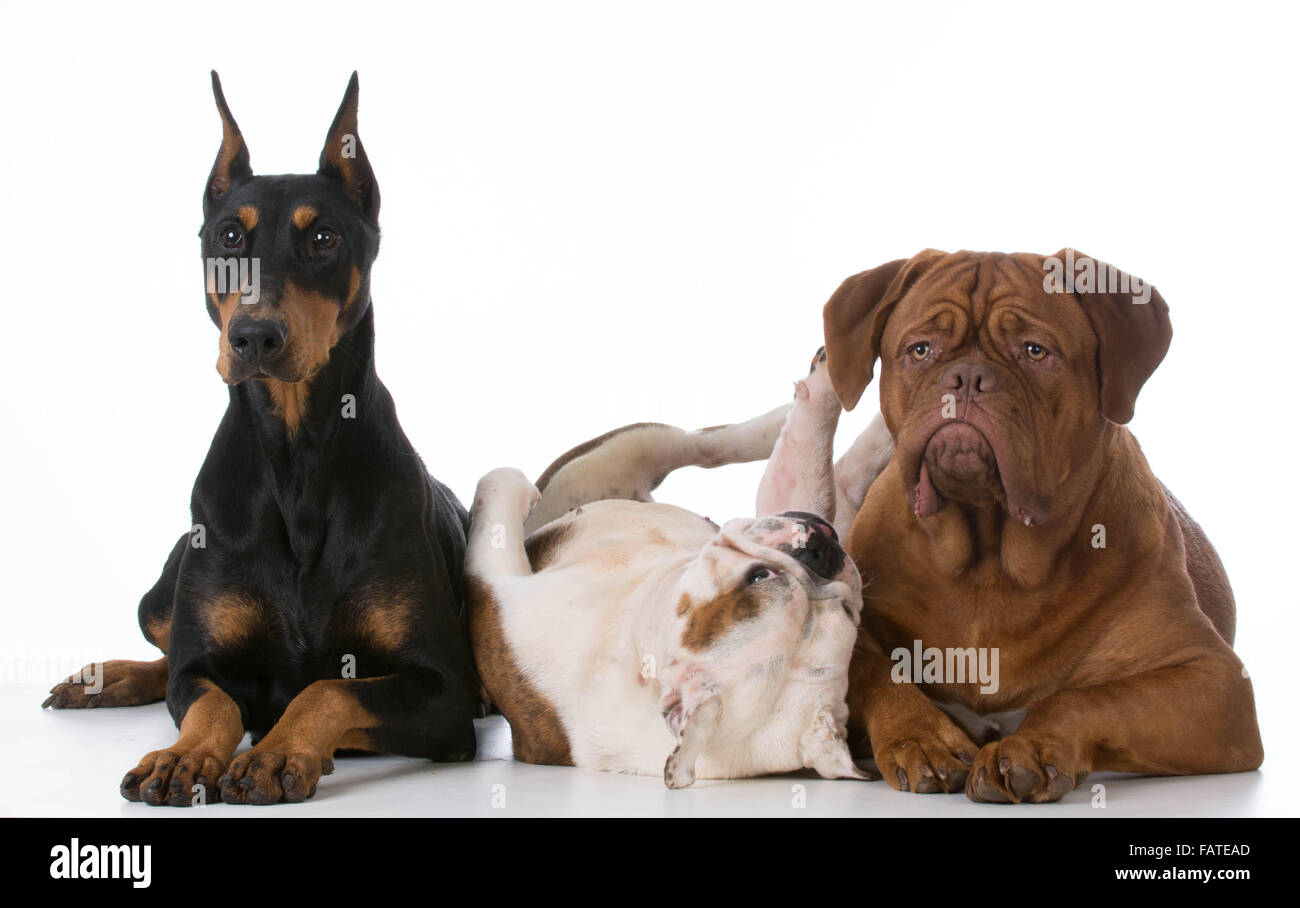 three different purebred dogs on white background Stock Photo - Alamy
