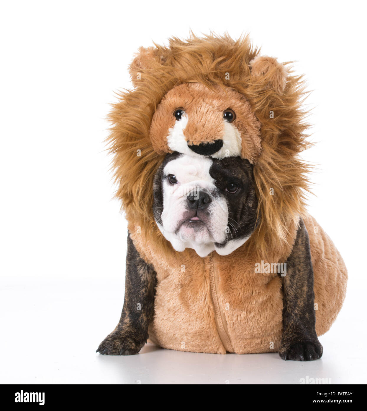 English Bulldog Lion Costume at Scott Sommer blog