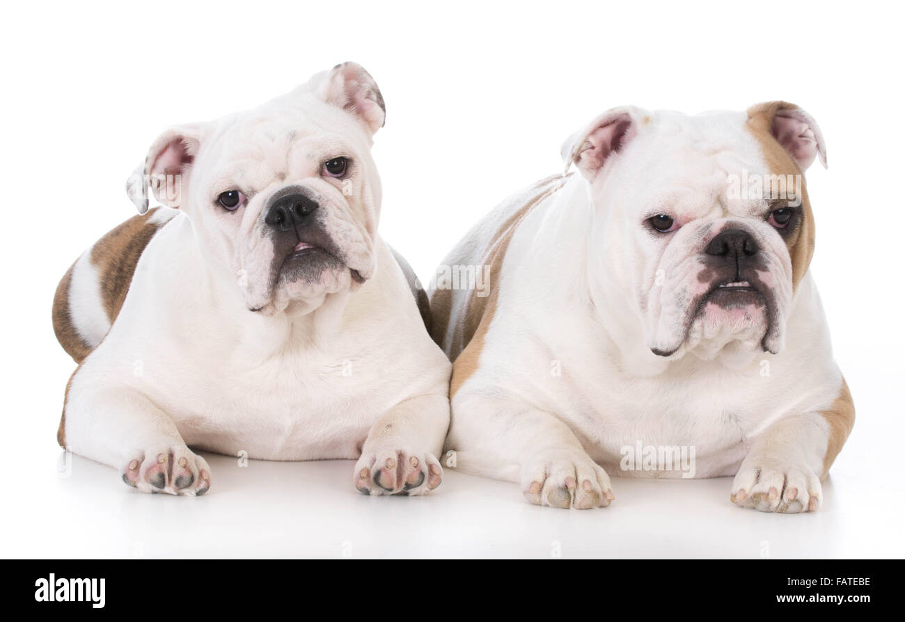 bulldog mother and daughter on white background Stock Photo - Alamy