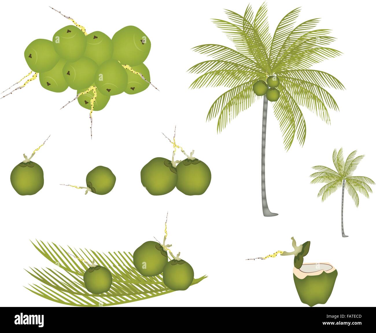 Ecological Concept, An Illustration Collection of Beautiful Fresh ...