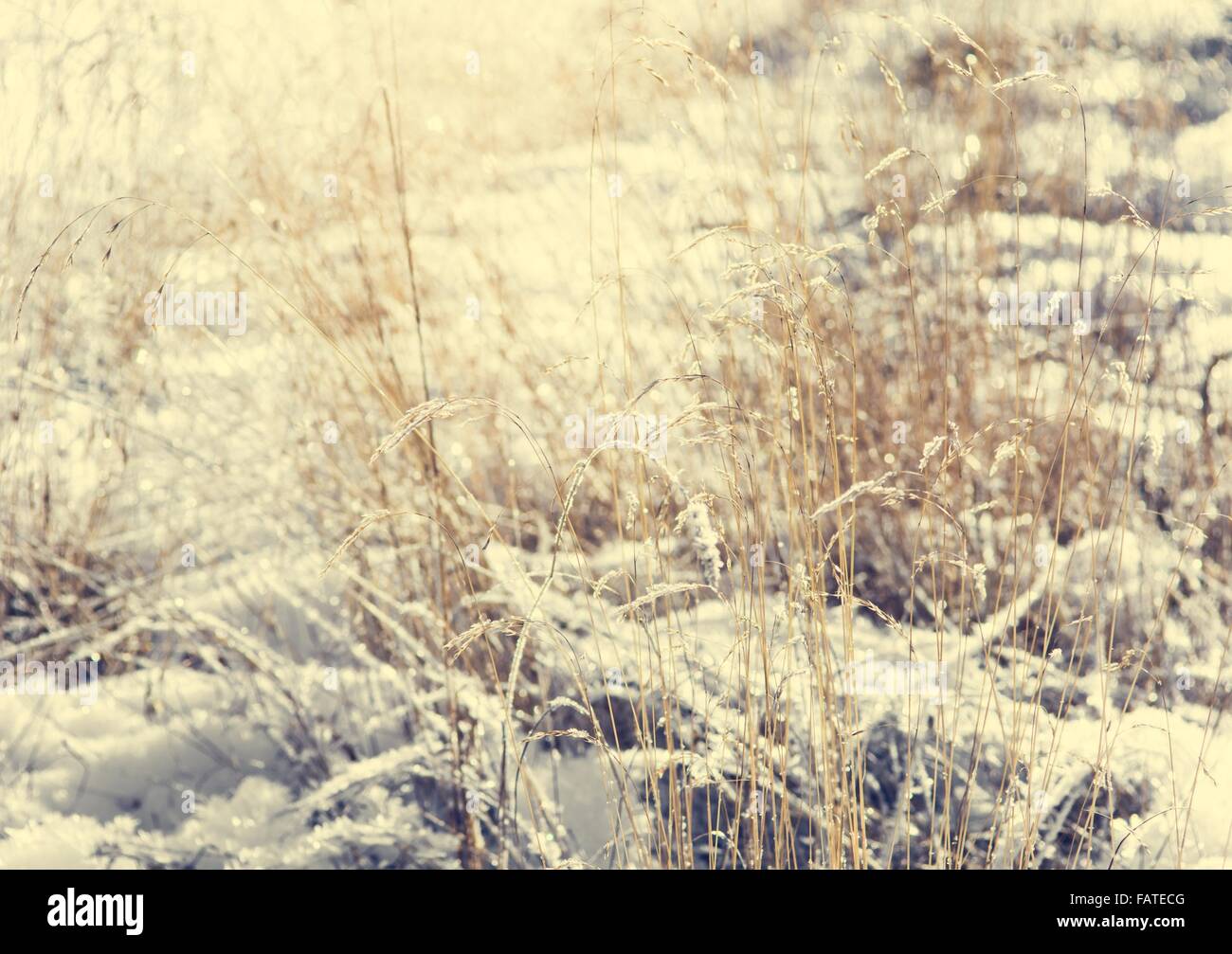Grass covered with snow Stock Photo - Alamy