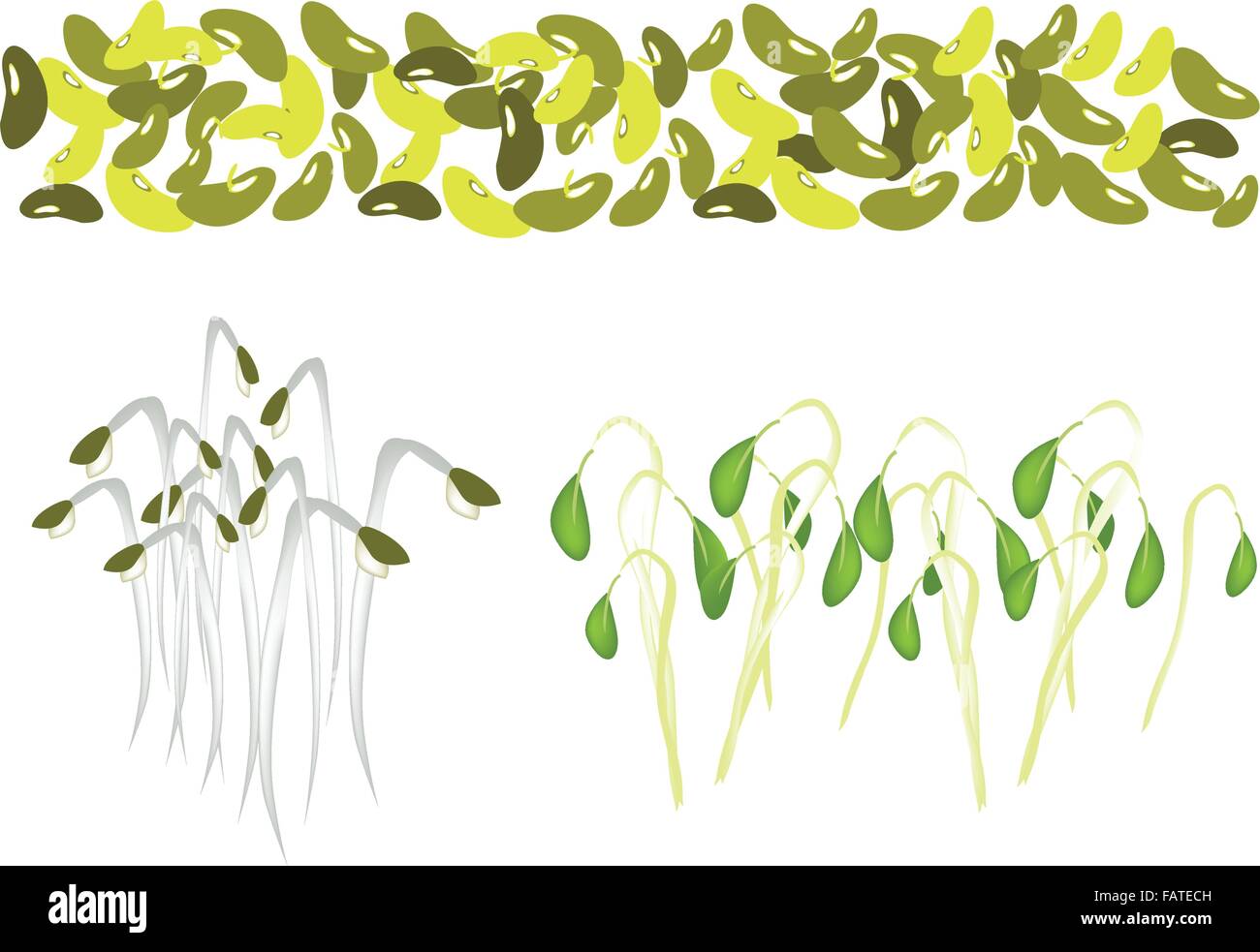 An Illustration Collection of Various Style Fresh Mung Bean and Mung ...