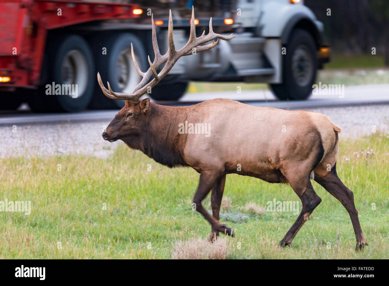 Bull elk crossing the highway hi-res stock photography and images - Alamy