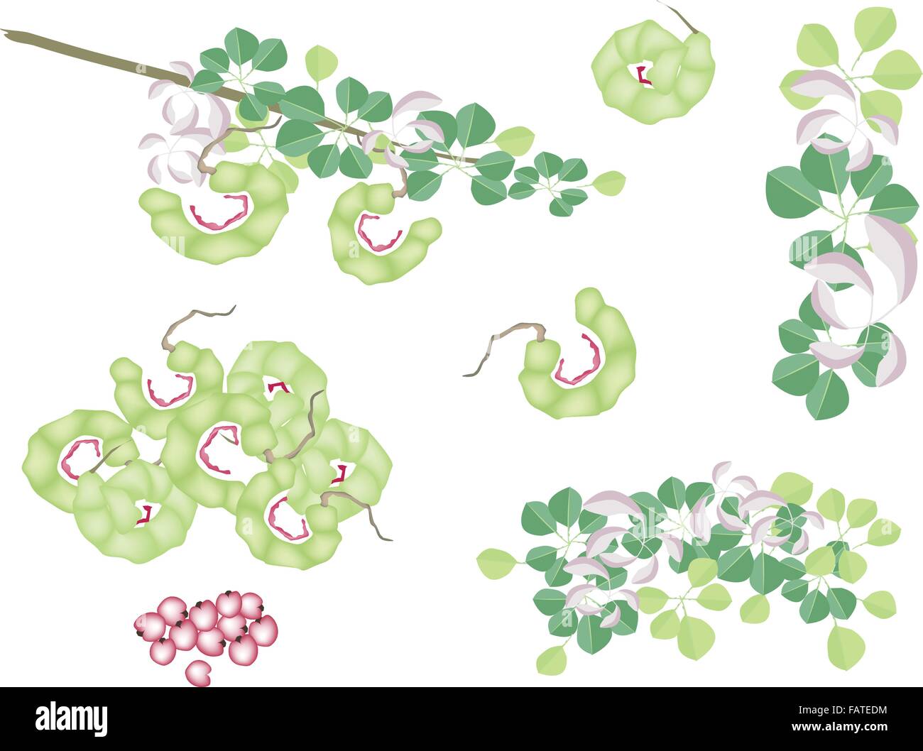 Pithecellobium dulce hi-res stock photography and images - Alamy