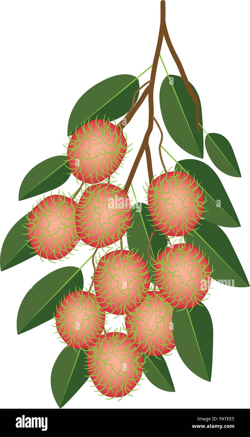 Rambutan Tree Drawing