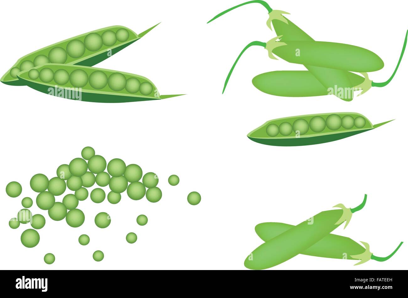 Vegetable, An Illustration Collection of Various Style Fresh Green Peas ...