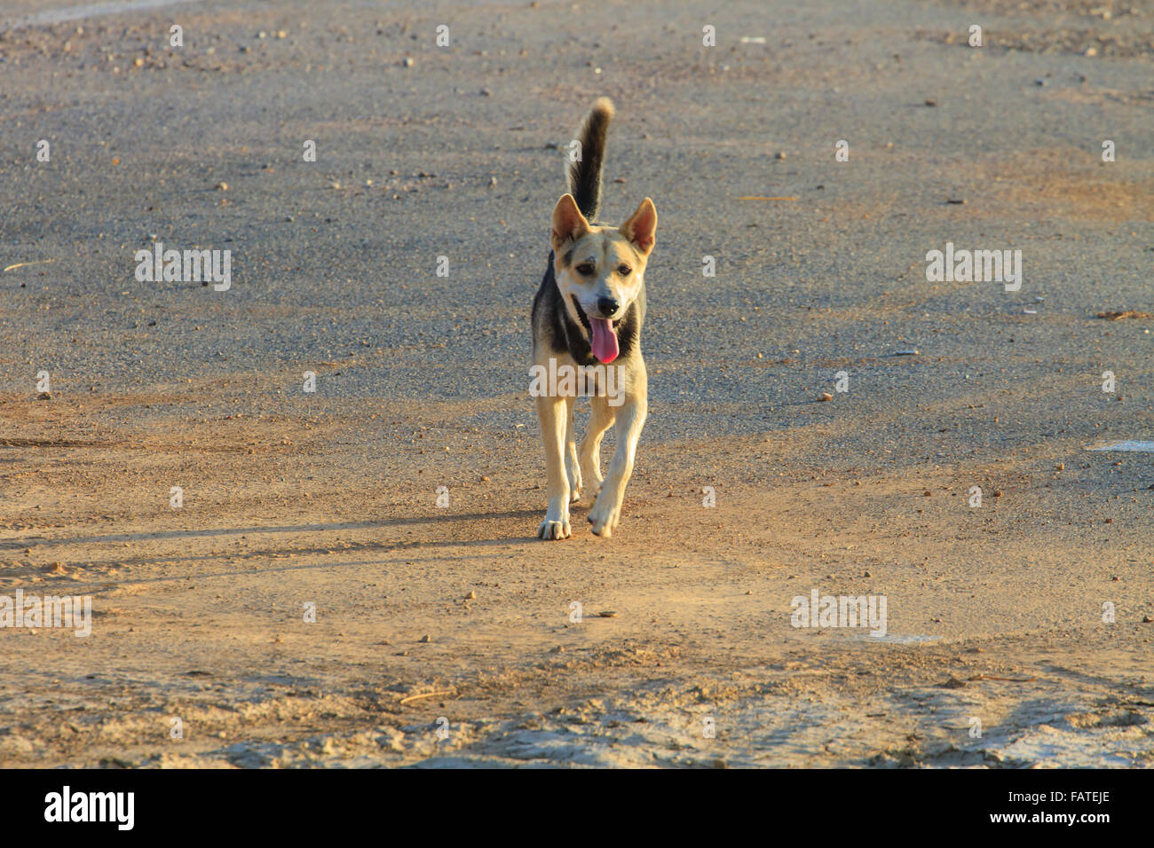 Dog running in the park hi-res stock photography and images - Alamy