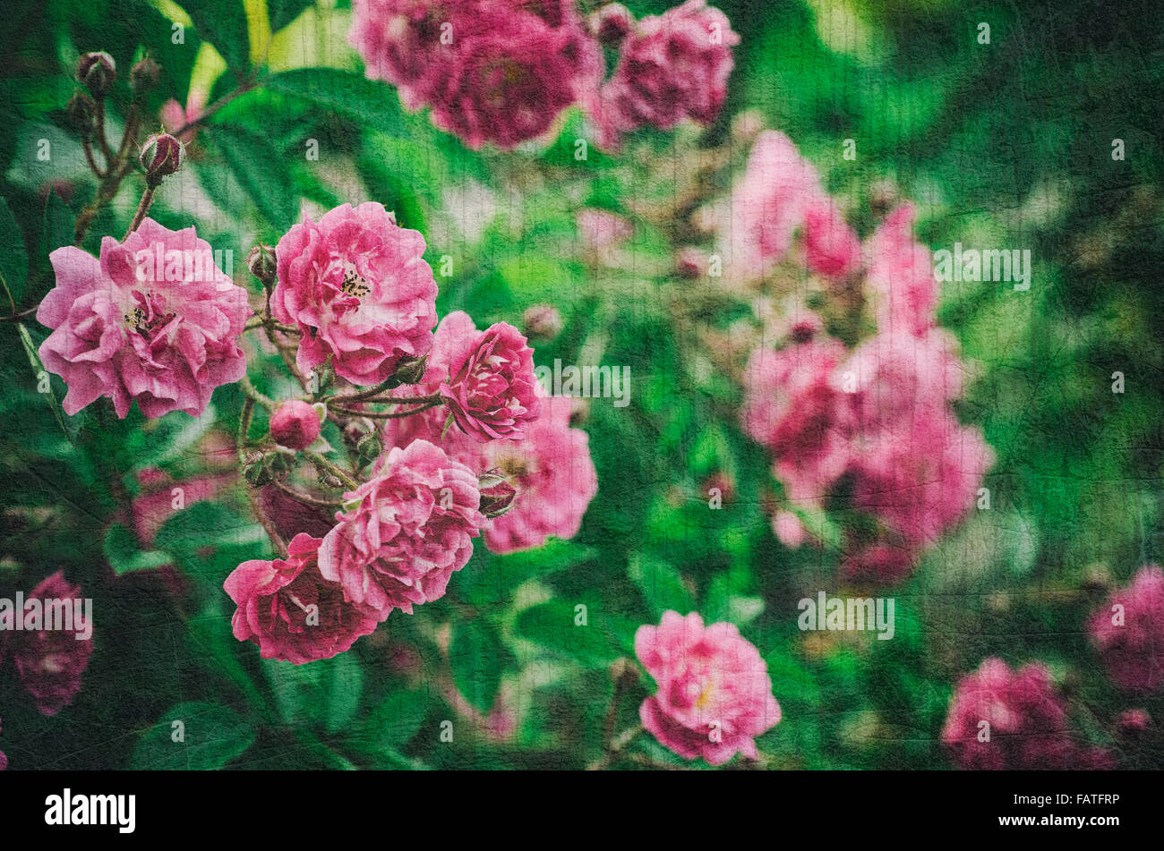 Vintage rose flower Stock Photo - Alamy