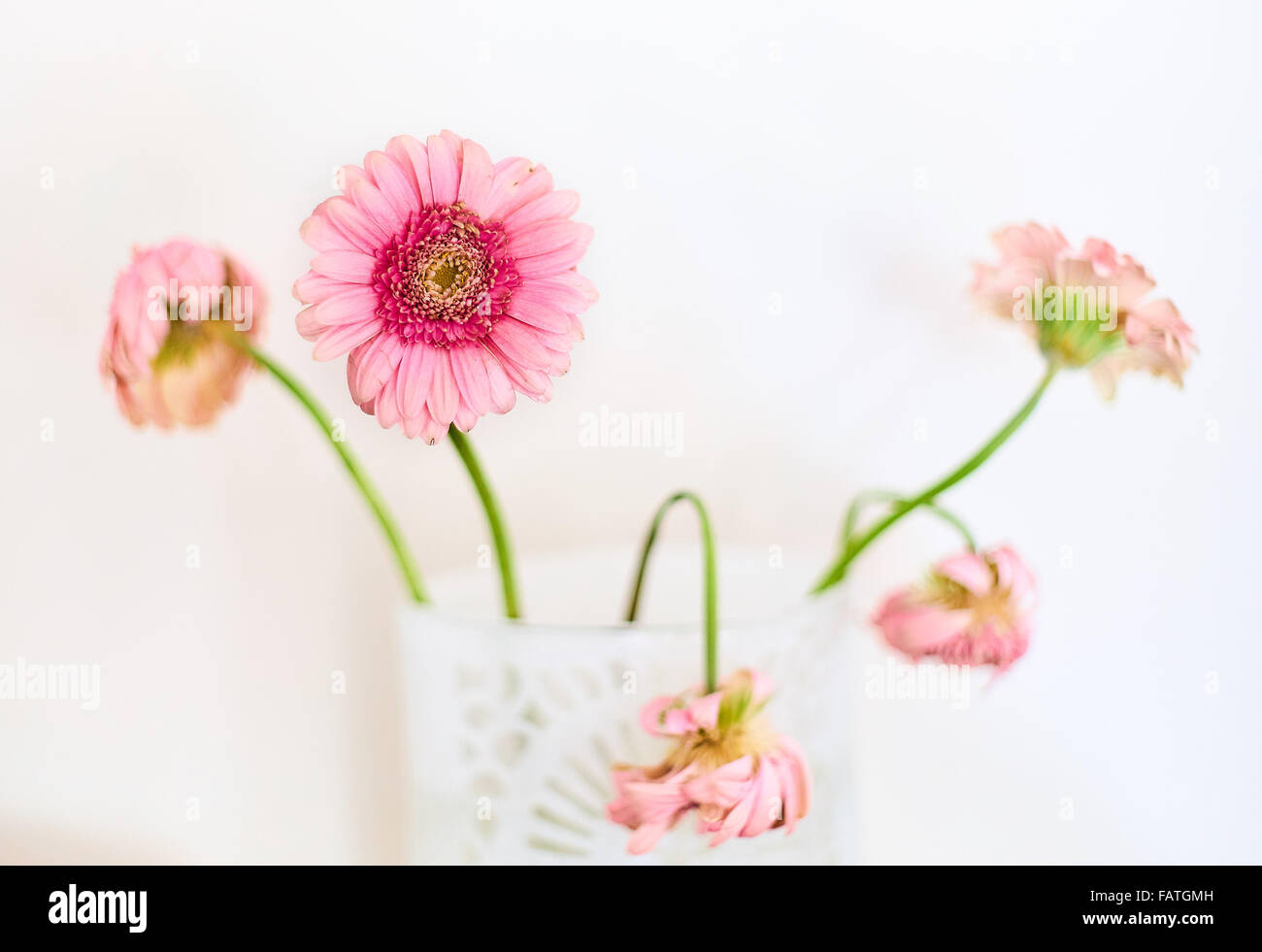 Last flower blooming hi-res stock photography and images - Alamy
