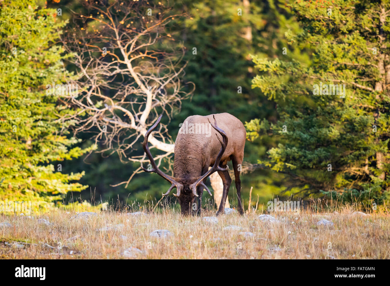 Wild Bull Elk Jasper National Park Alberta Canada Stock Photo - Alamy