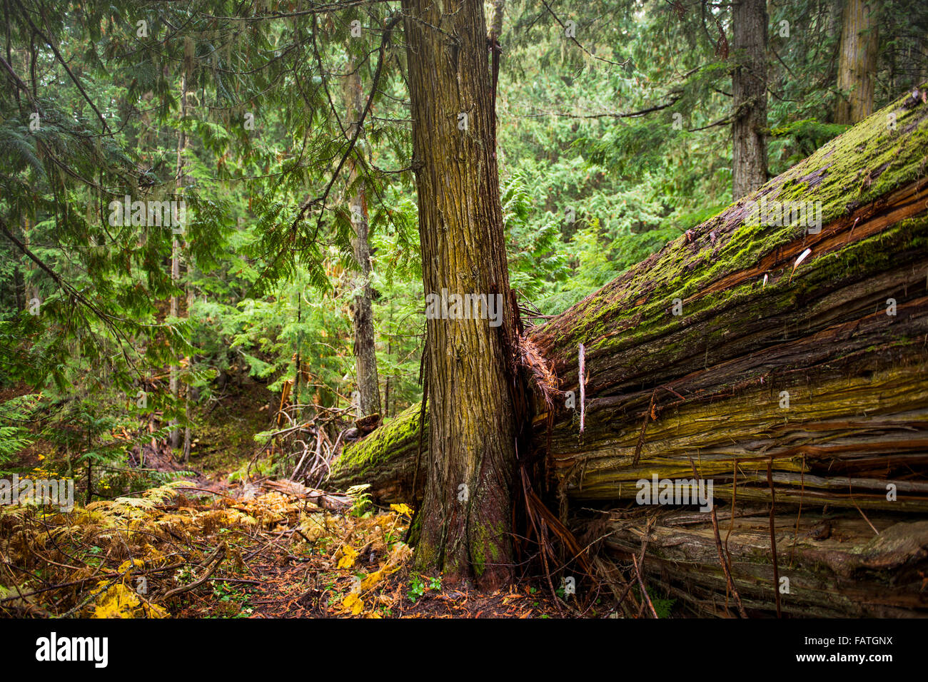 Ancient cedar tree hi-res stock photography and images - Alamy