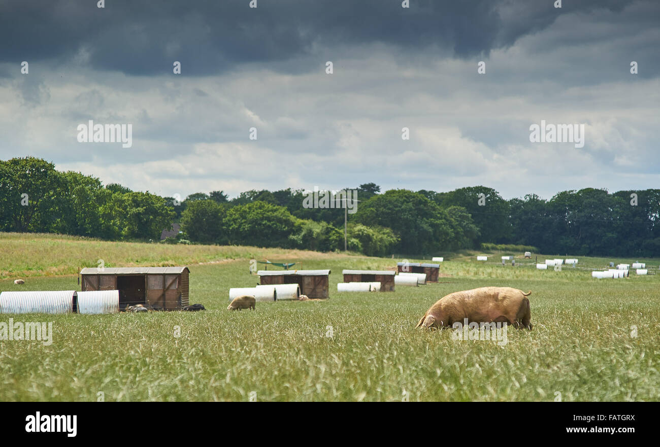 Free Range Organic Pig Farm with pig shelters Stock Photo - Alamy