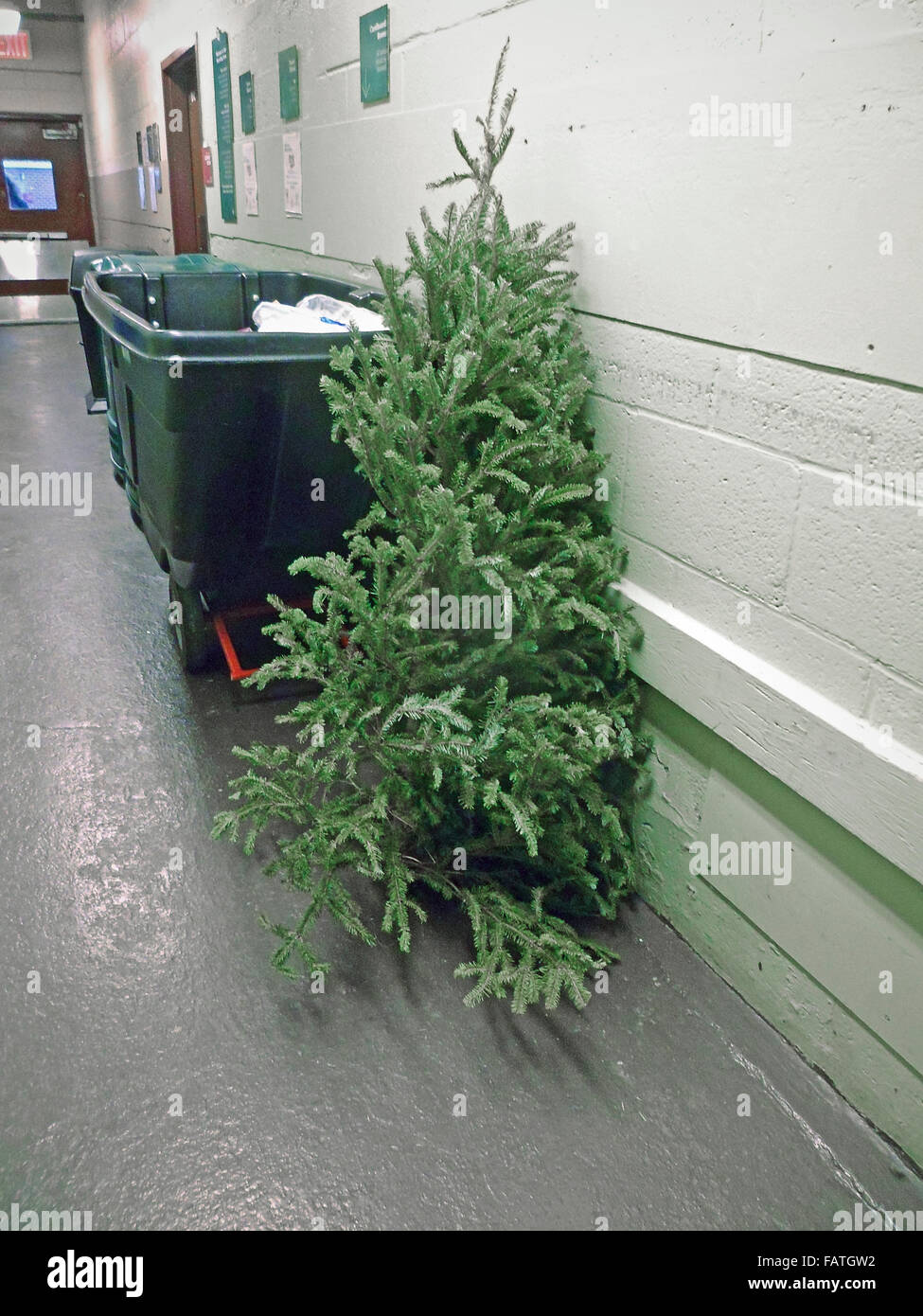 A poor, lonesome, discarded Christmas tree is seen in the trash area of ...
