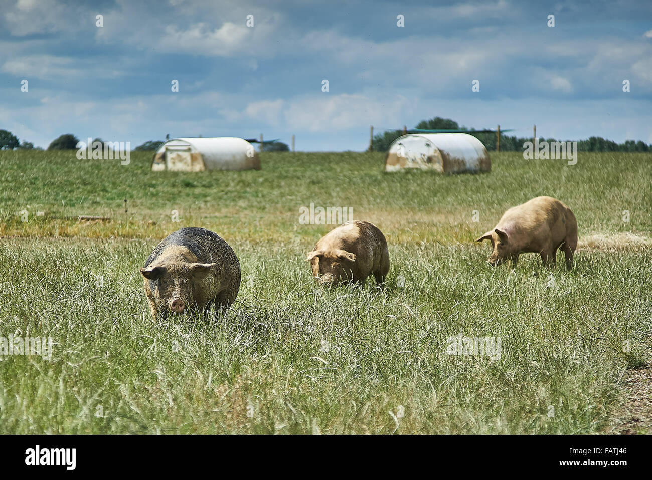 Three Free range organic pigs in a grass field in summer with two pig ...