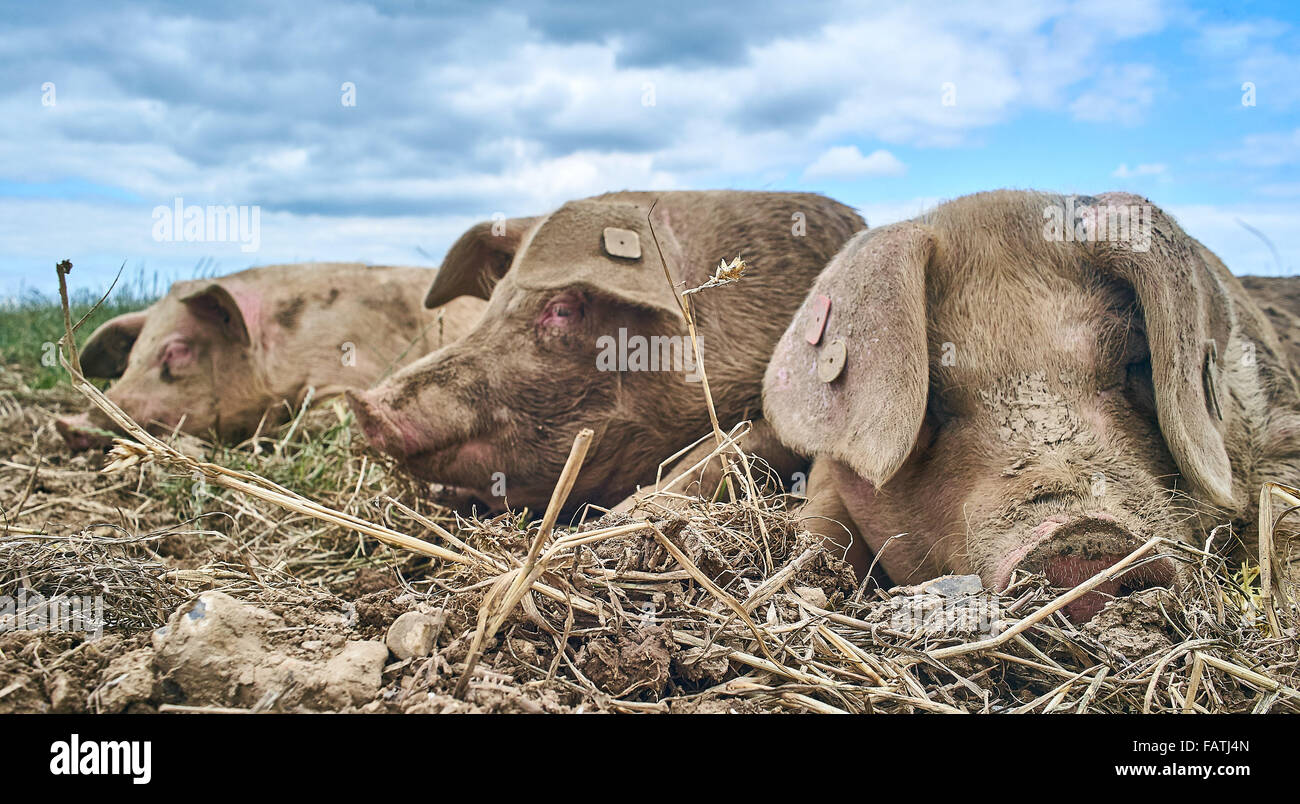 Hogs head hi-res stock photography and images - Alamy