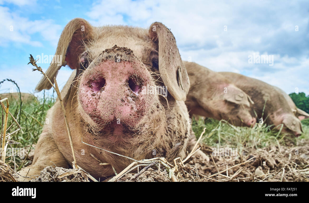 Hogs head hi-res stock photography and images - Alamy