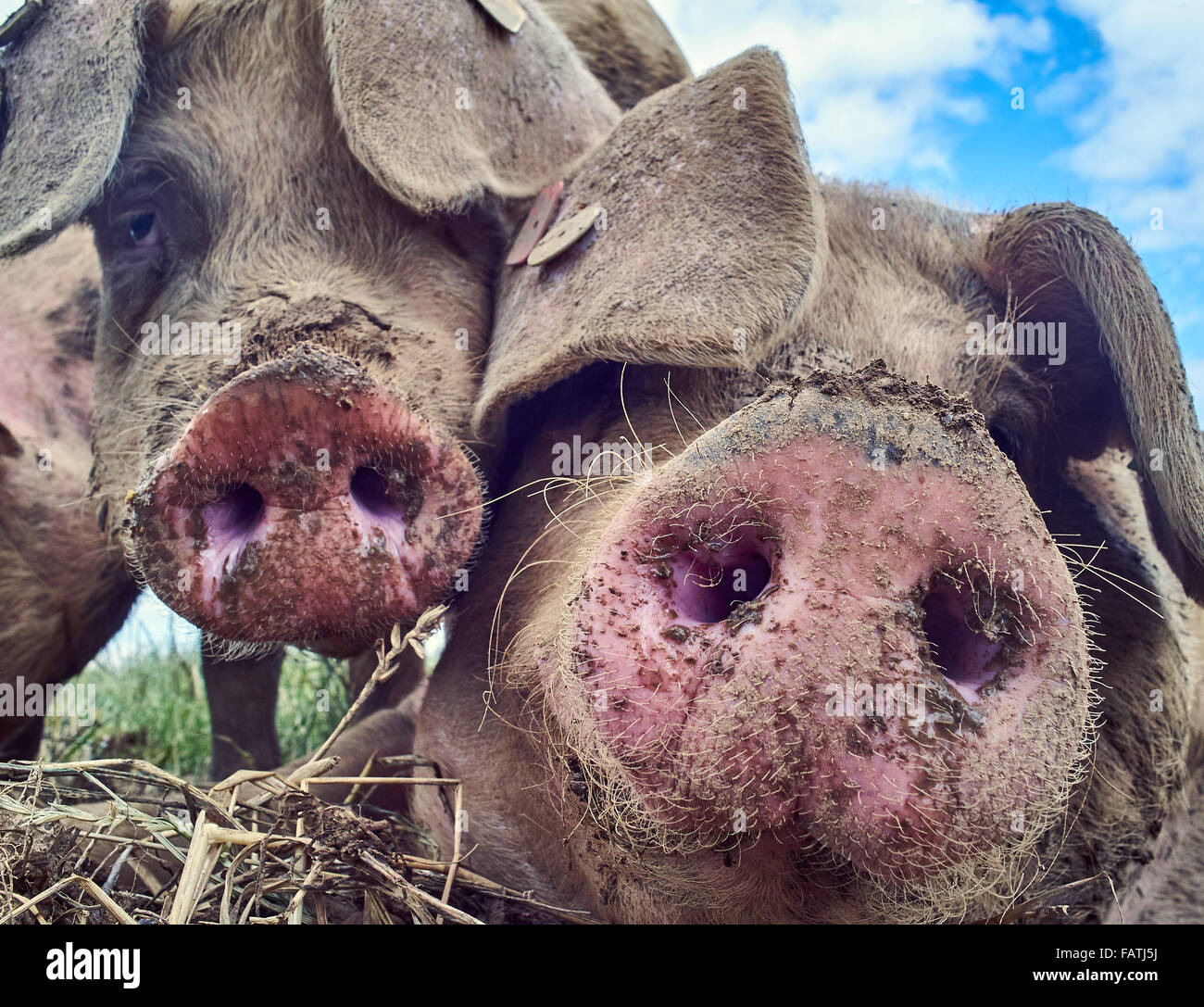 Pig head hi-res stock photography and images - Alamy