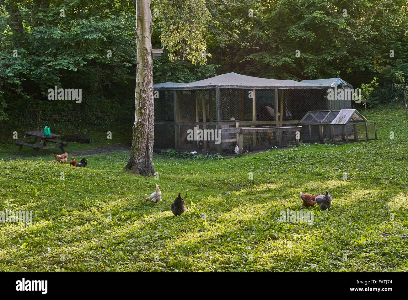 Free Range Chickens feeding in their chicken coop with a hen hutch ...