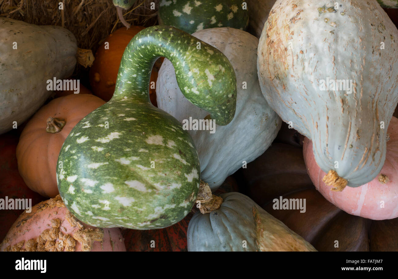 gourds and pumpkins Stock Photo - Alamy