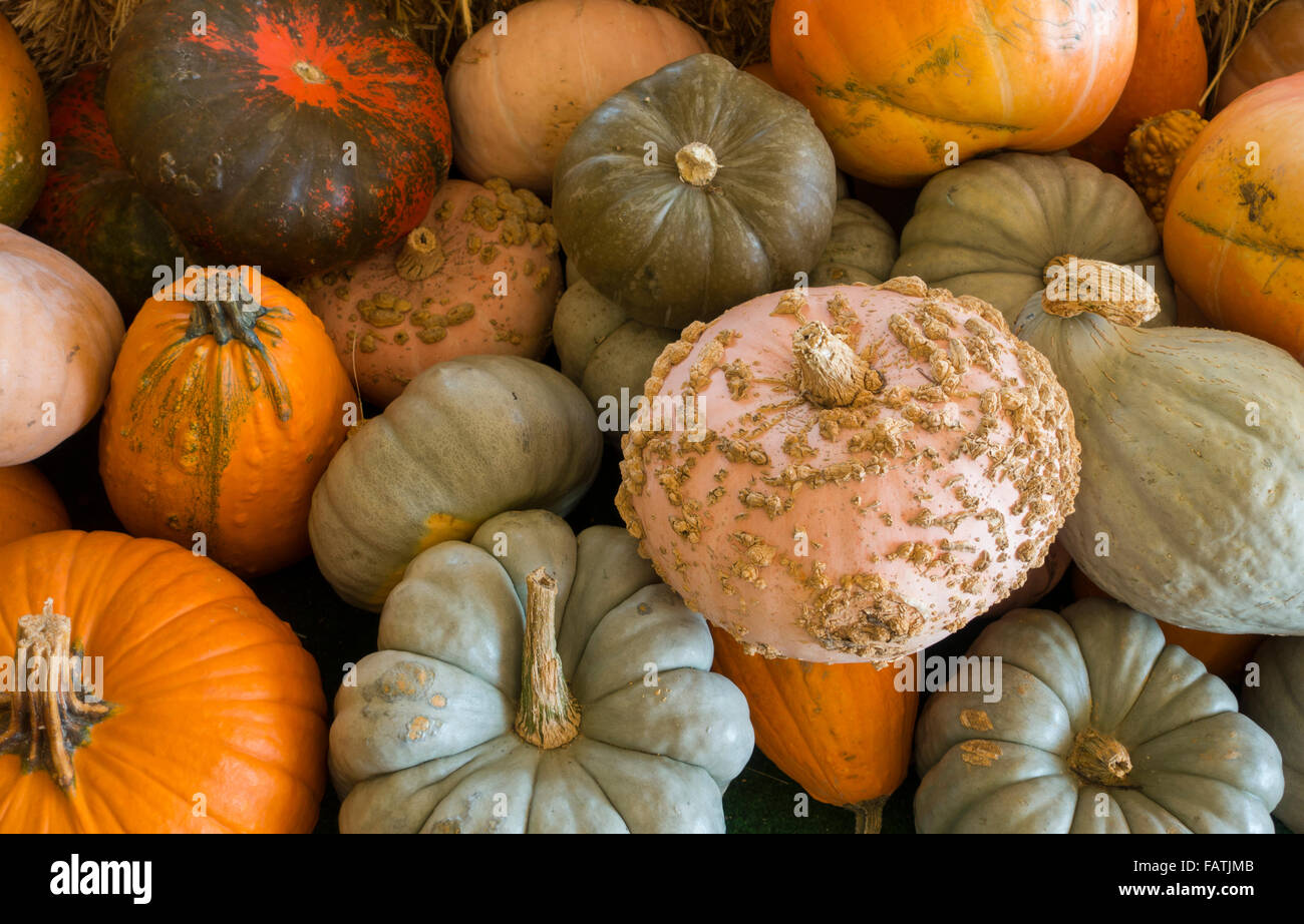 gourds and pumpkins Stock Photo - Alamy