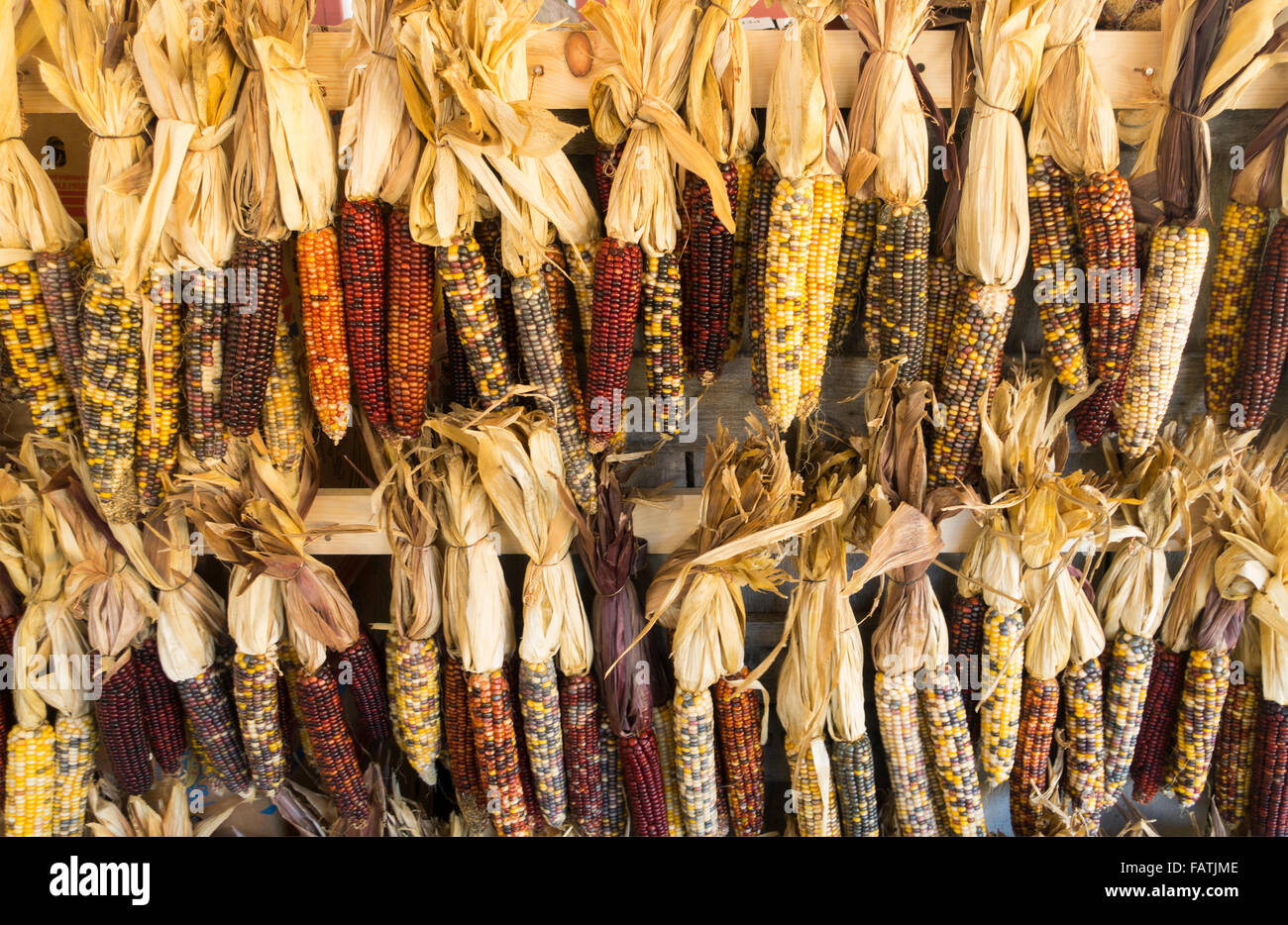 dried colorful corn Stock Photo - Alamy