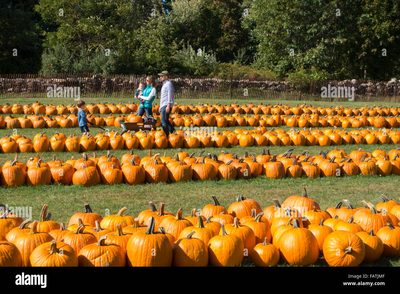 pumpkin picking in autumn Stock Photo - Alamy