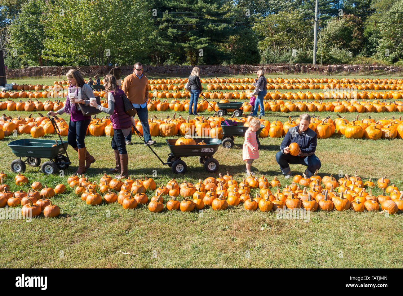 pumpkin picking in autumn Stock Photo - Alamy