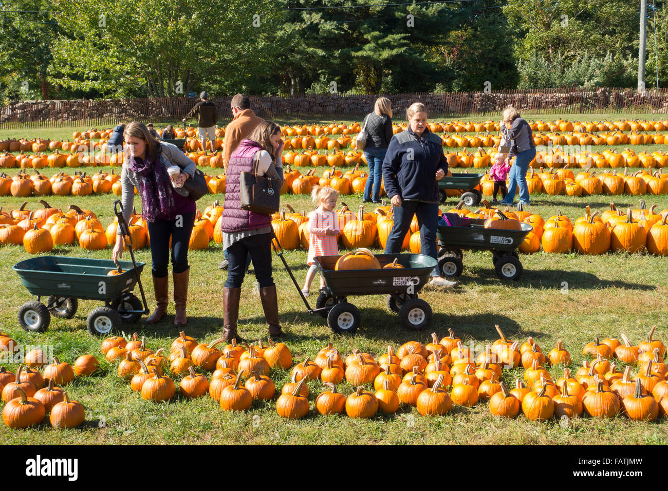 pumpkin picking in autumn Stock Photo - Alamy