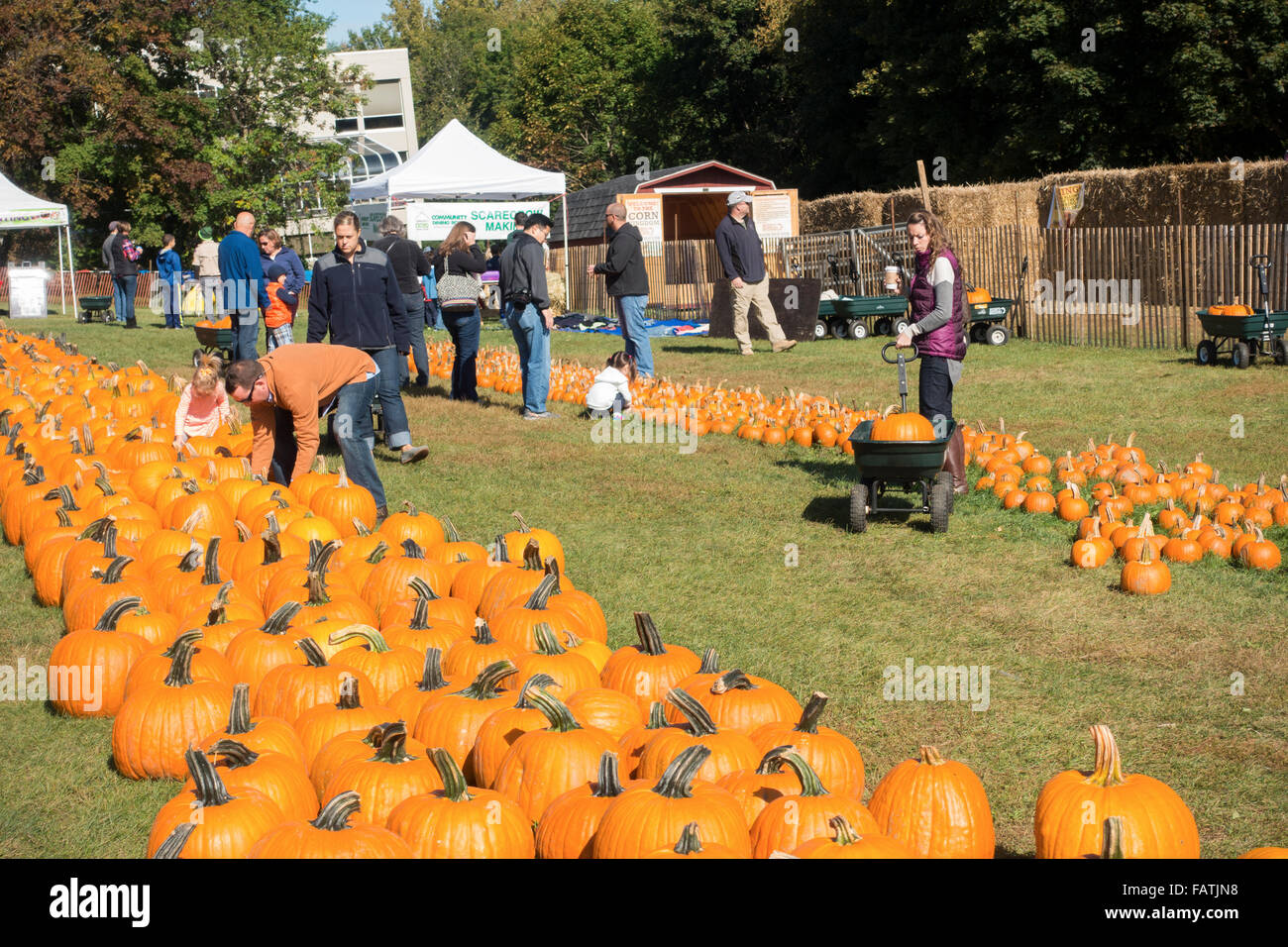 pumpkin picking in autumn Stock Photo - Alamy